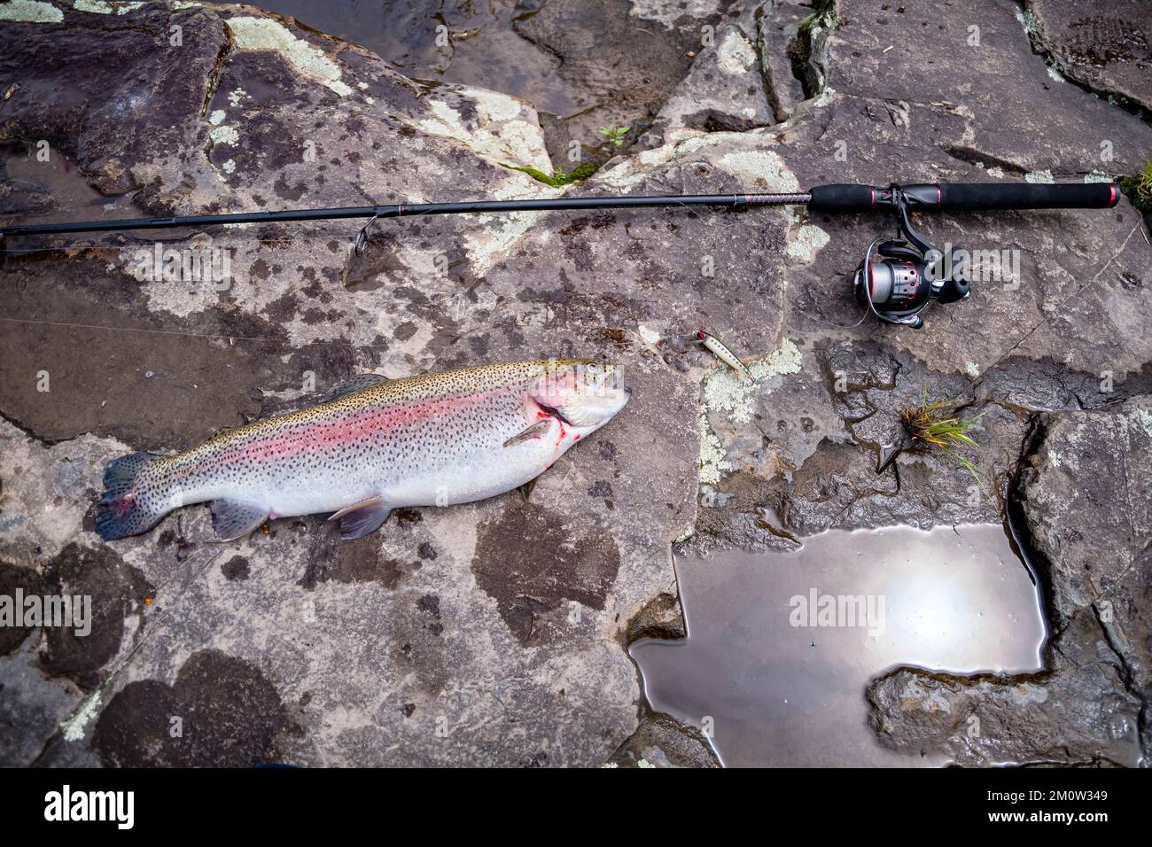 Fresh water fish nice catch, holding fish, summer day shore fishing ...