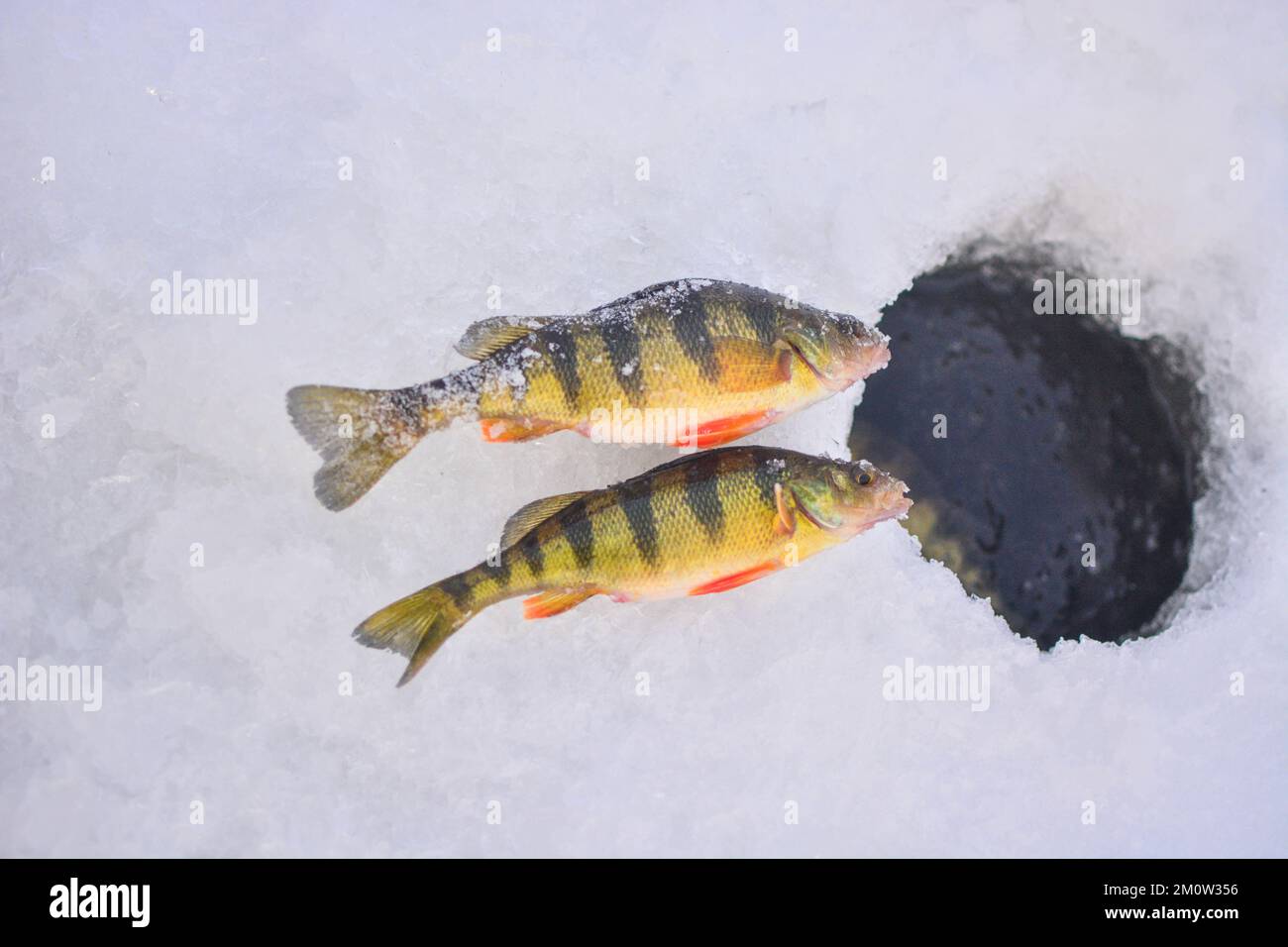 Ice fishing nice catch, winter activity, Ice hole fresh water lake ...