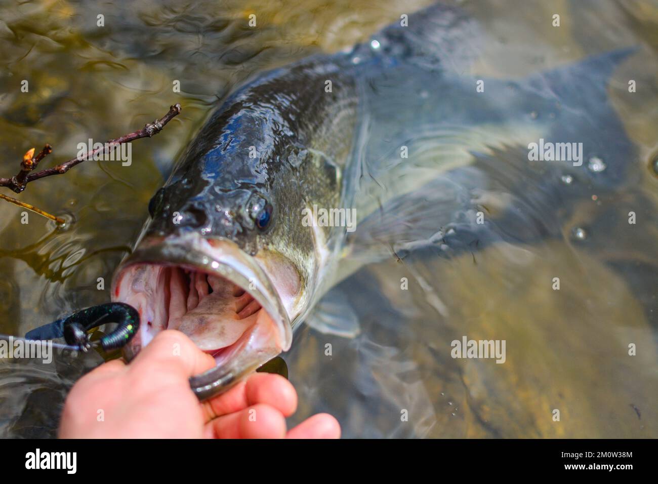 Largemouth bass held in hand by his mouth Stock Photo - Alamy