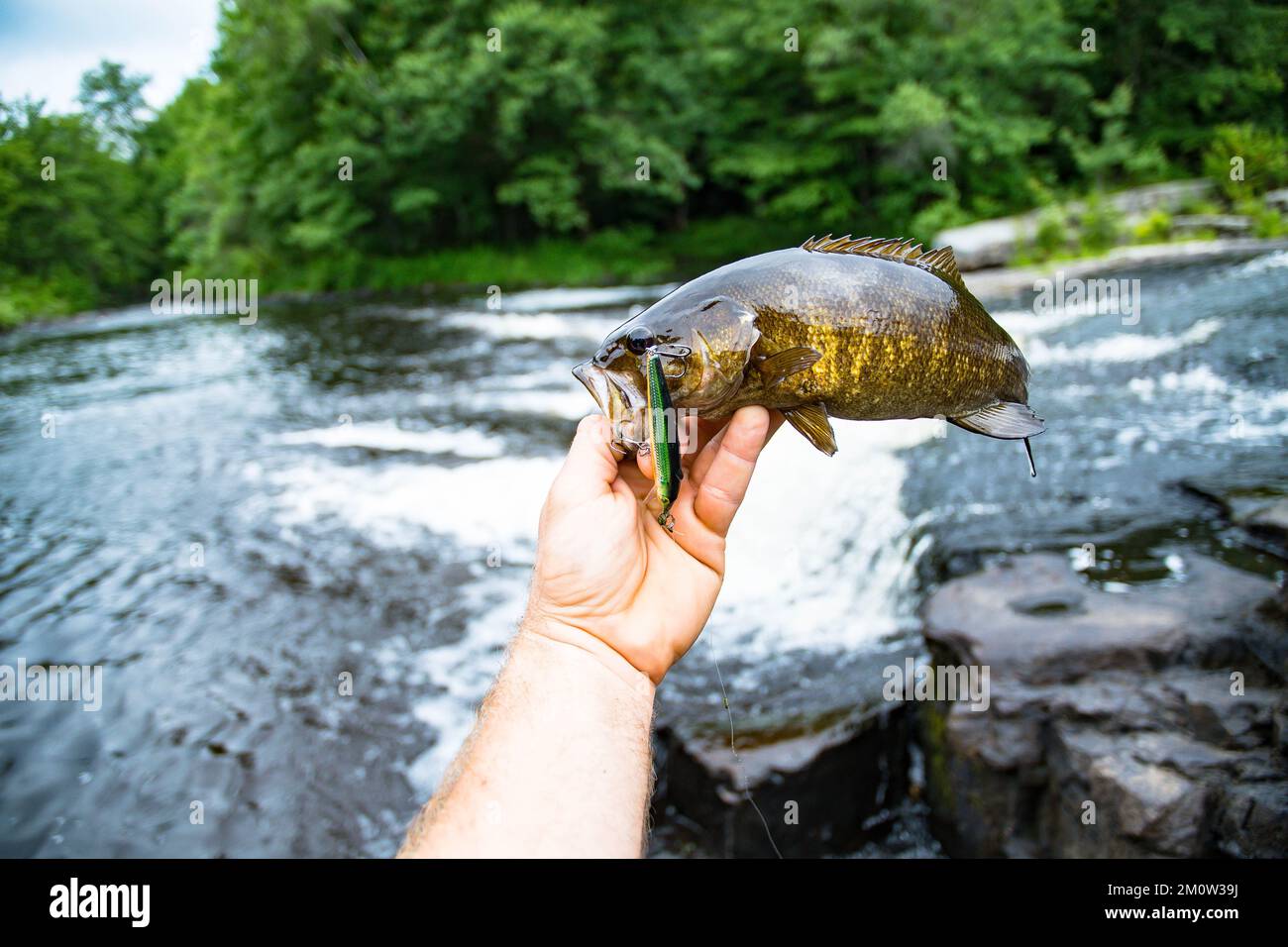 Fresh water fish nice catch, holding fish, summer day shore fishing ...