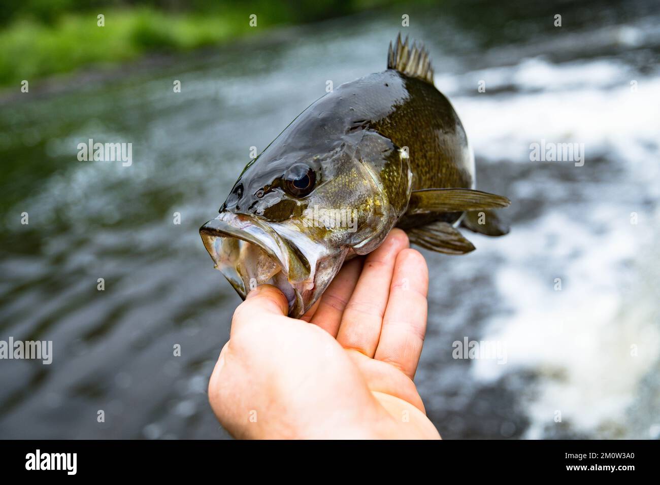 Fresh water fish nice catch, holding fish, summer day shore fishing ...