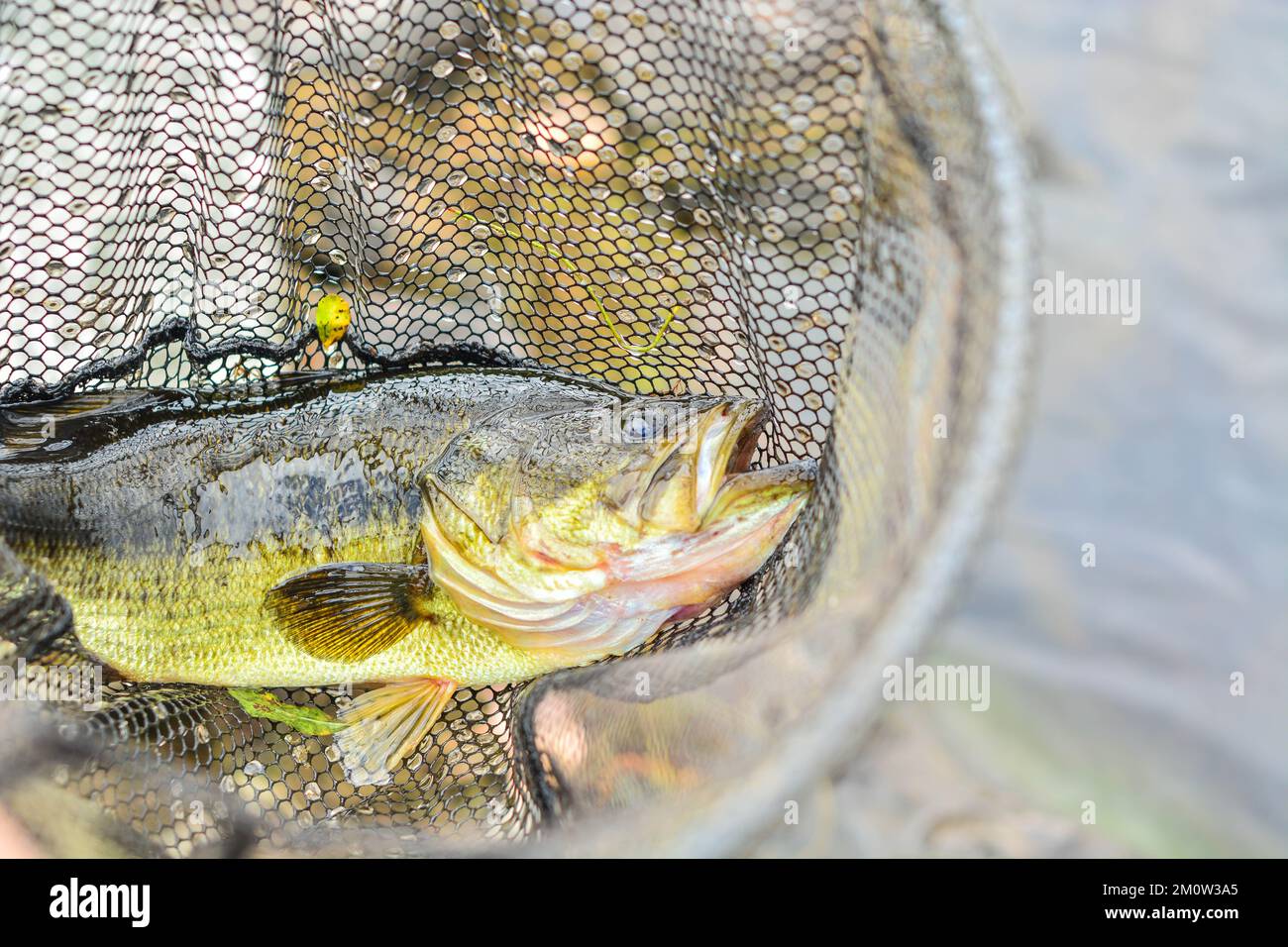 Largemouth bass held in hand by his mouth Stock Photo - Alamy