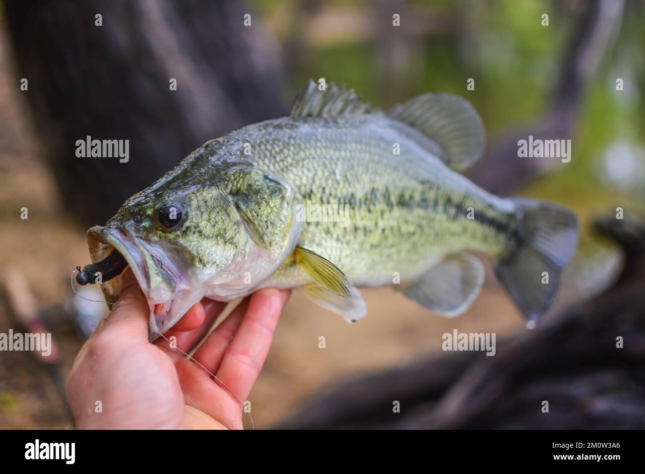 Largemouth bass held in hand by his mouth Stock Photo - Alamy
