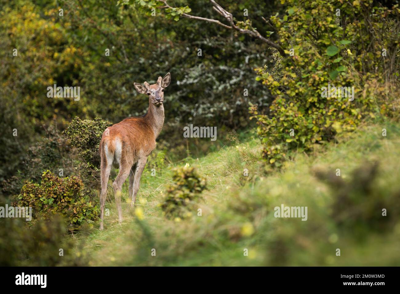 Young red deer standing on slope in suumertime nature Stock Photo - Alamy