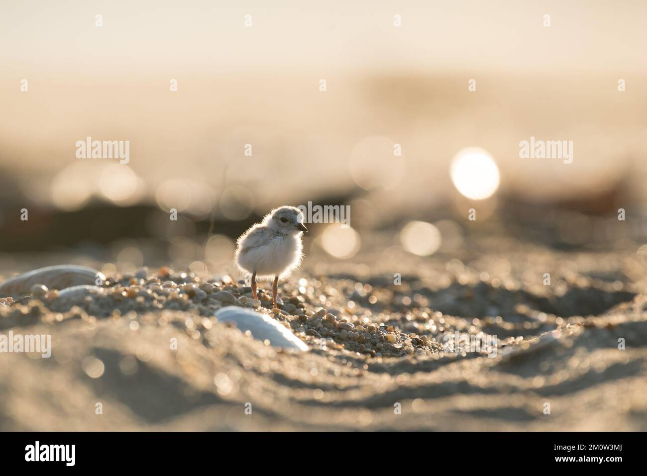 A closeup shot of a Piping Plover bird Stock Photo - Alamy