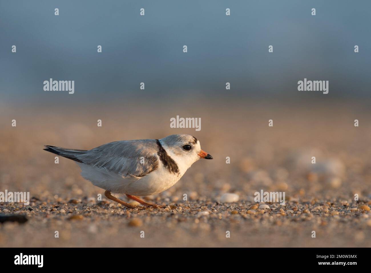 A closeup shot of a Piping Plover bird Stock Photo - Alamy