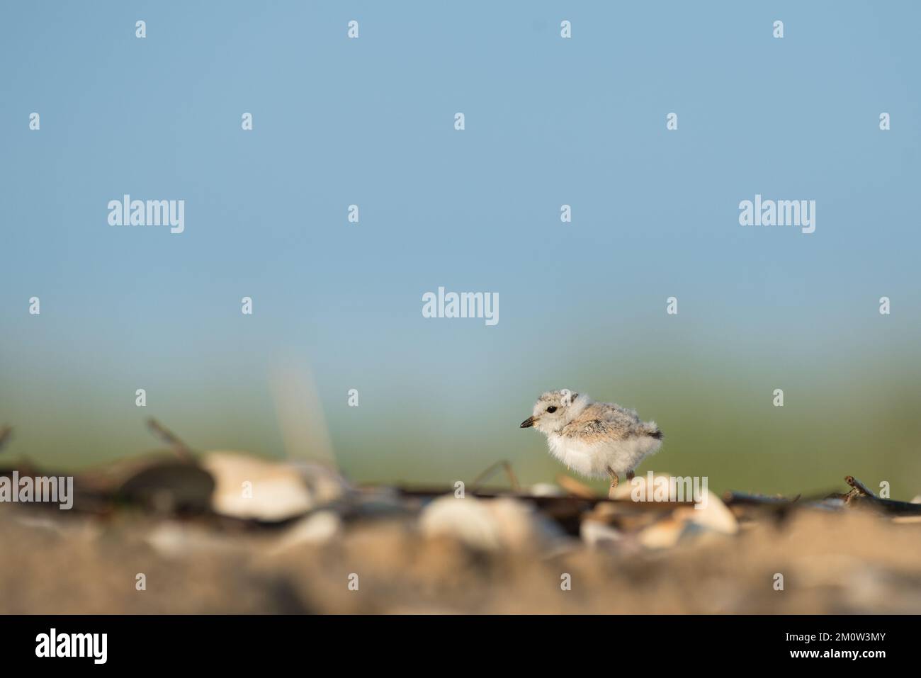 A closeup shot of a Piping Plover bird Stock Photo - Alamy