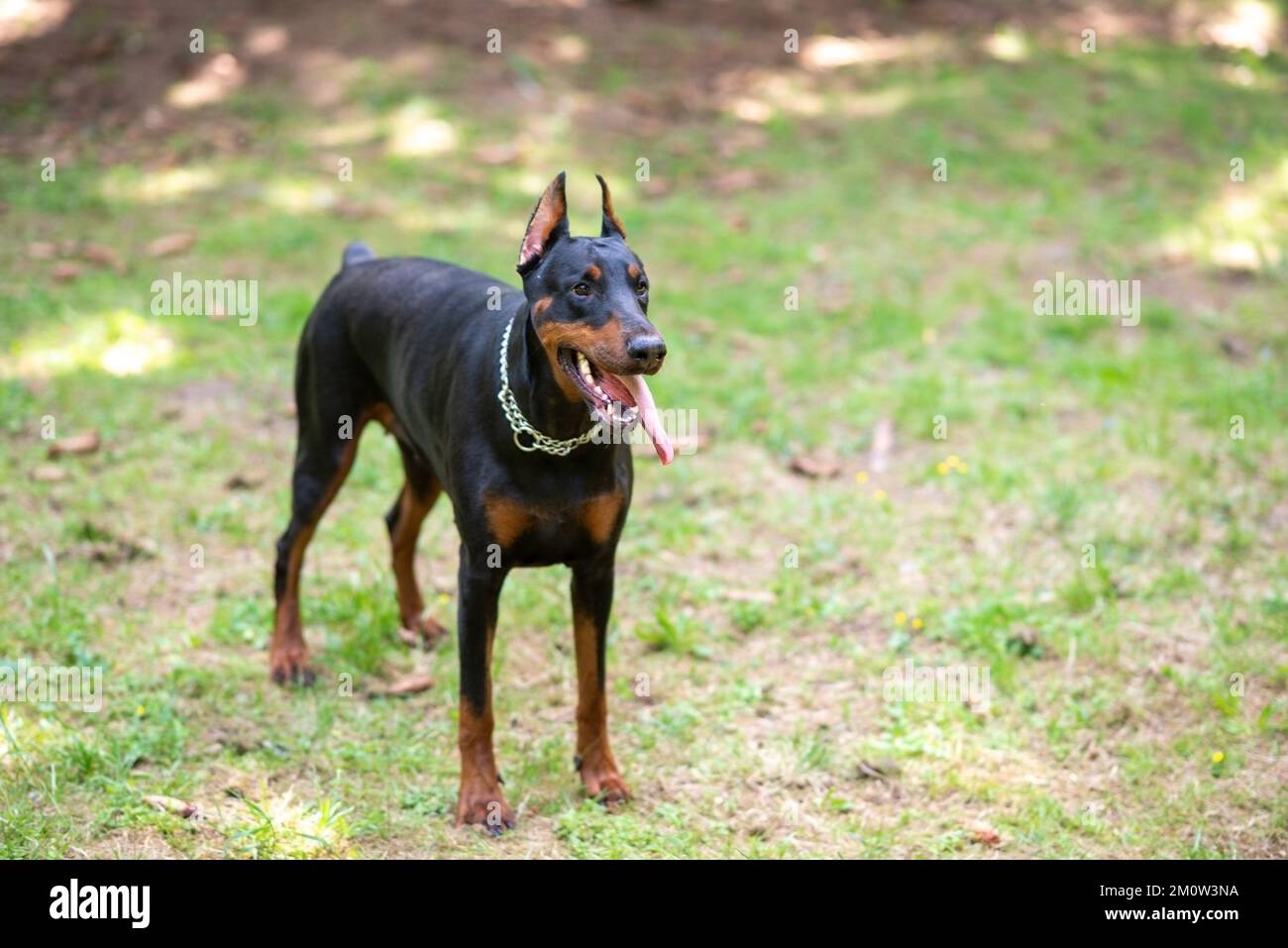 Handsome doberman standing on green grass. High quality photo Stock ...