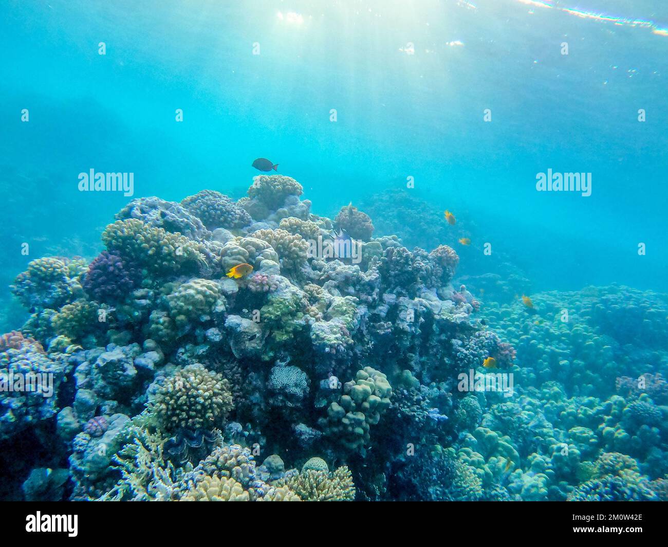 Underwater panoramic view of coral reef with tropical fish, seaweeds ...