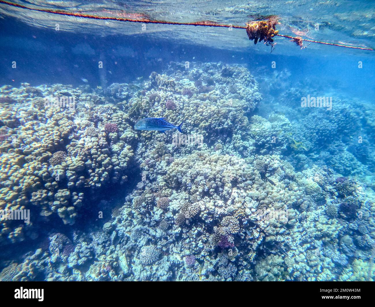Big Bluefin Trevally or Bluefin Jack fish known as Caranx melampygus ...