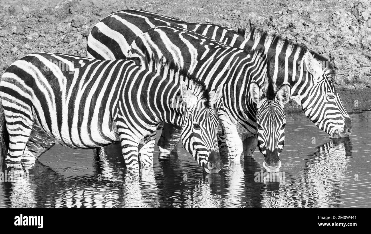 Wildlife Zebra's three drinking at waterhole early summer morning a ...