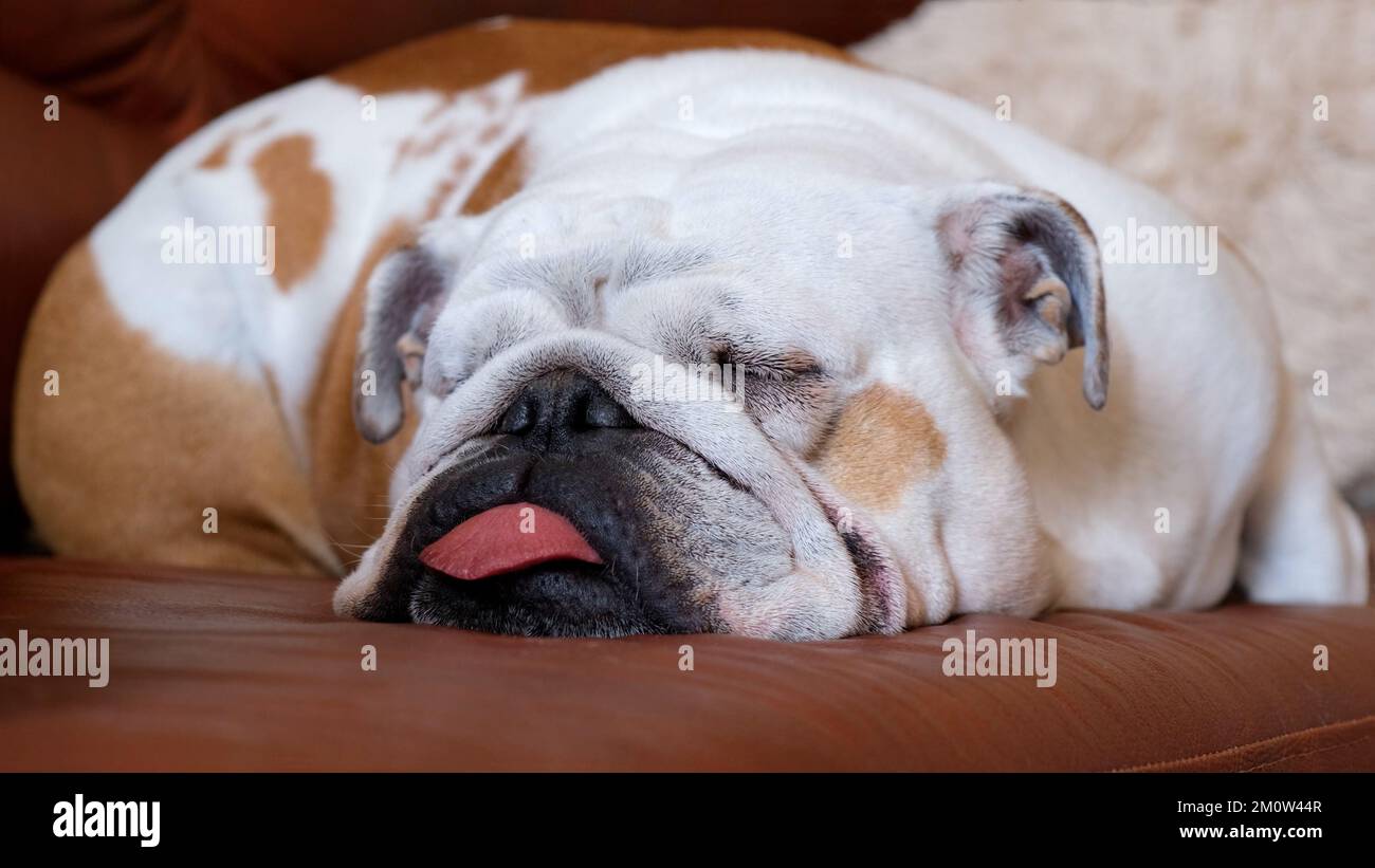 Funny english bulldog sleeps on the couch at home stuck out his tongue. The concept of pets and ...