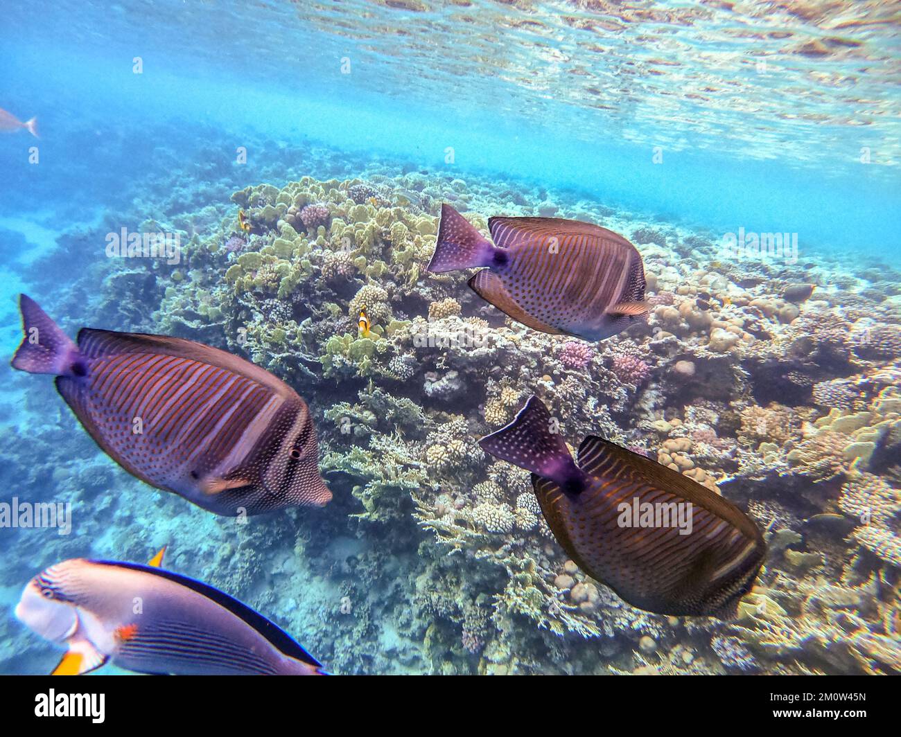 Tropical sailfin tang or Desjardin's sailfin tang known as Zebrasoma ...