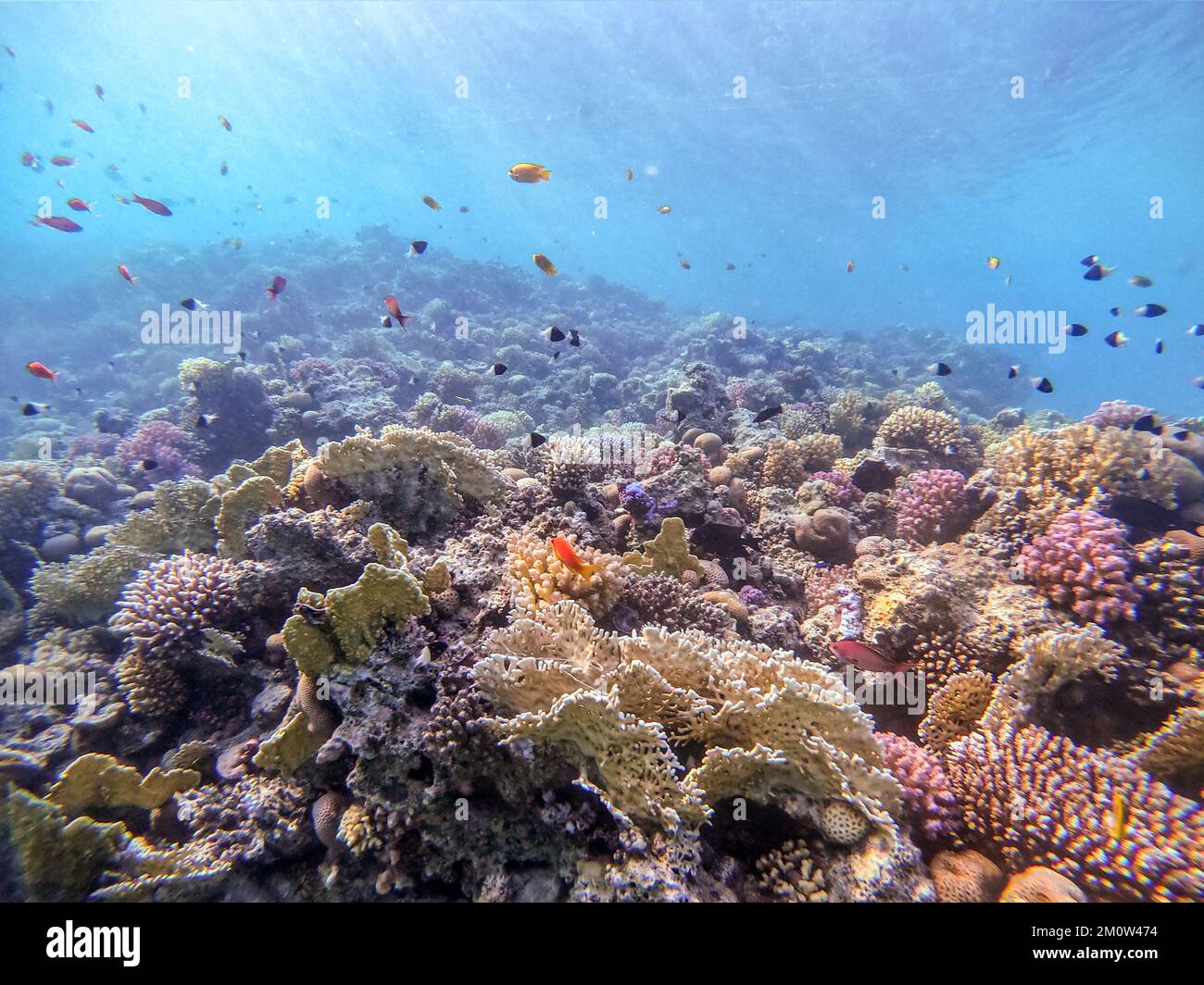 Underwater panoramic view of coral reef with shoal of Lyretail anthias ...