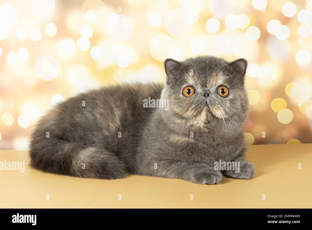 A beautiful exotic shorthair cat lies on the colorful festive ...