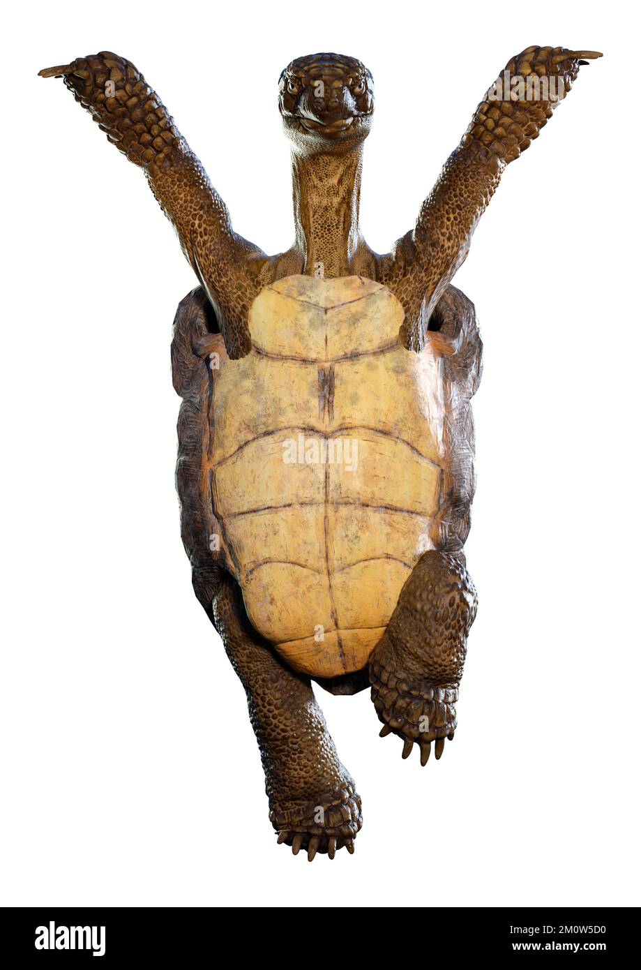 3D rendering of a sea turtle isolated on white background Stock Photo ...