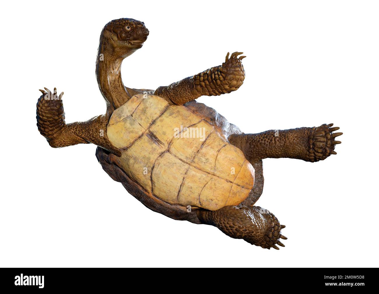 3D rendering of a sea turtle isolated on white background Stock Photo ...