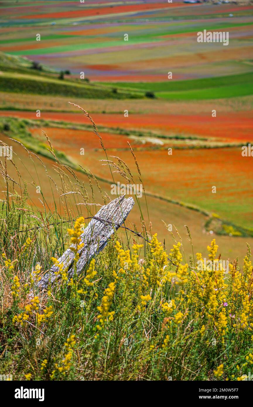 Flowering in the lentil fields in Castelluccio di Norcia Stock Photo ...
