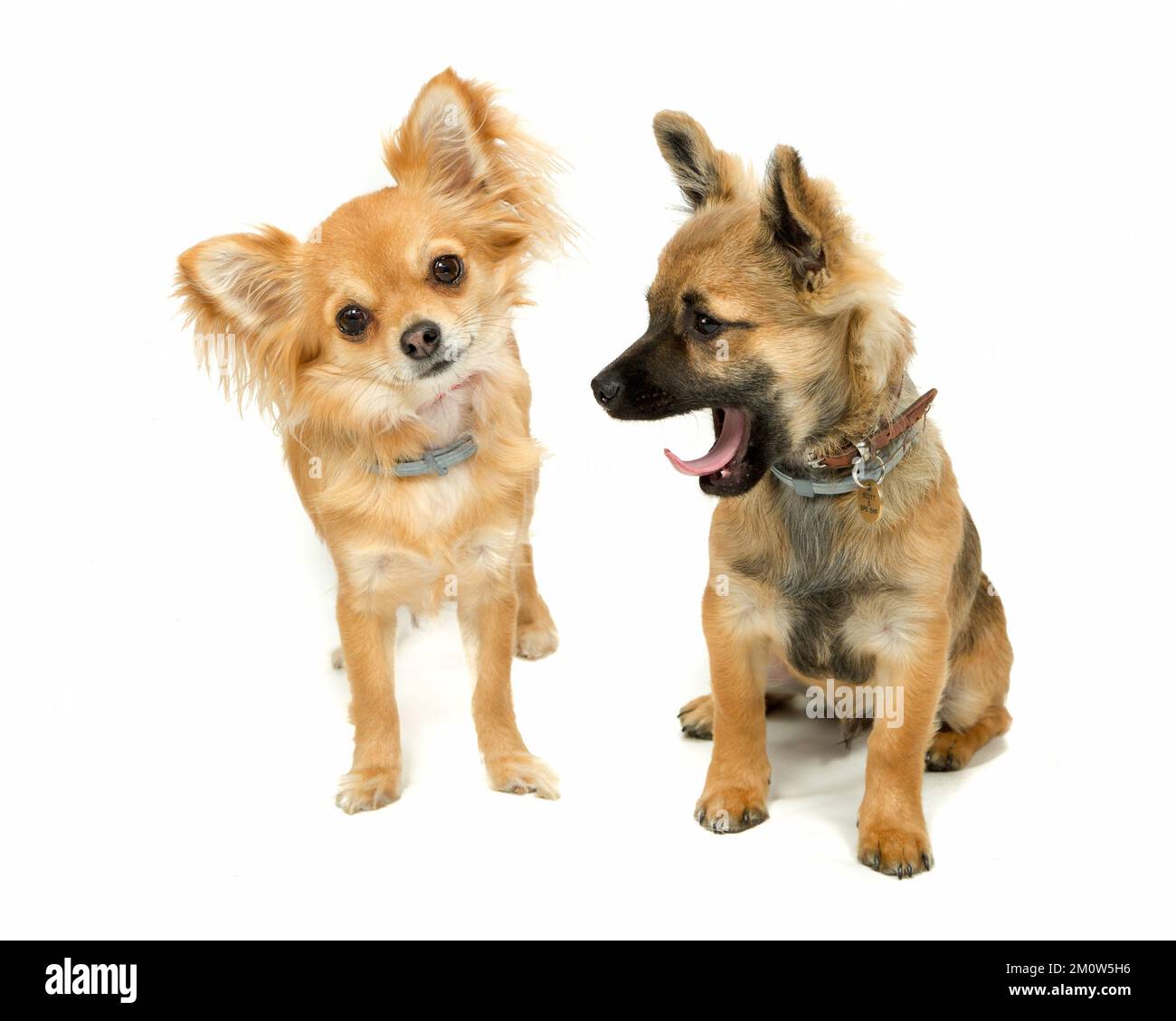 Ultra Cute Pups Stock Photo - Alamy