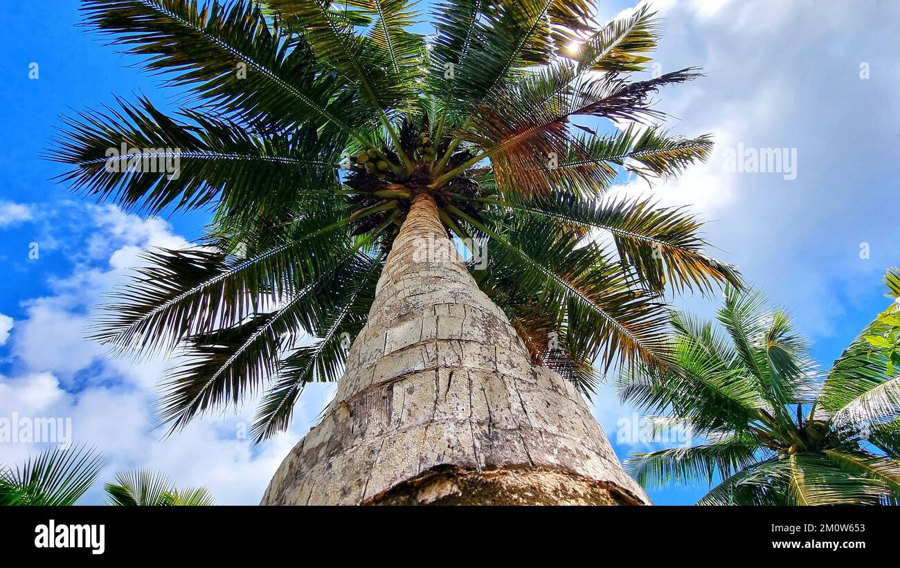A low angle shot of palm trees under a blue cloudy sky in Seychelles ...