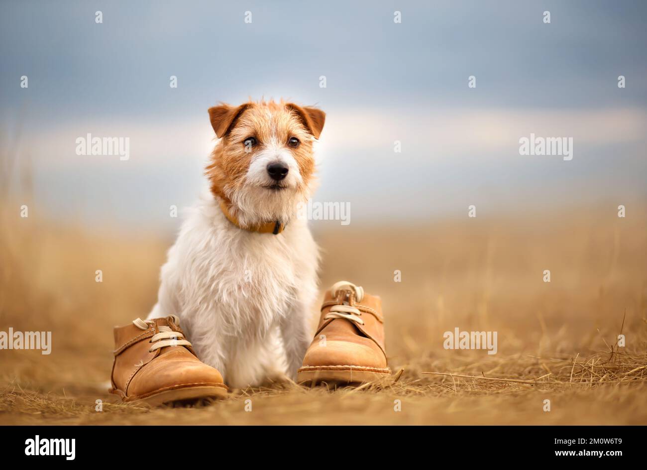 Cute obedient happy dog puppy sitting in the grass with shoes. Pet ...
