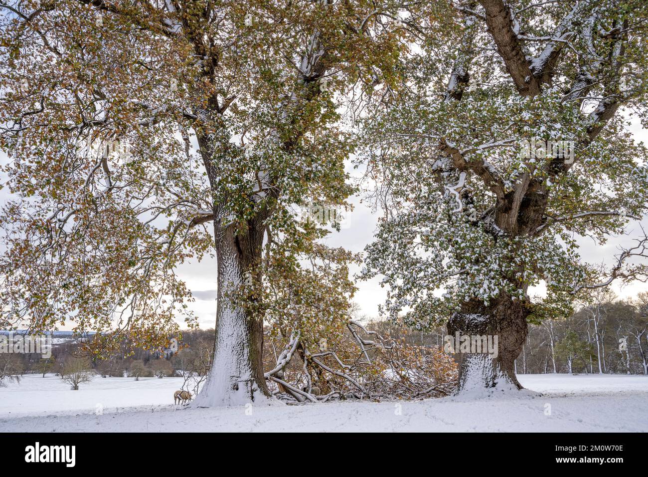 A Snowy winter's day in Duncombe Park, Helmsley Stock Photo - Alamy