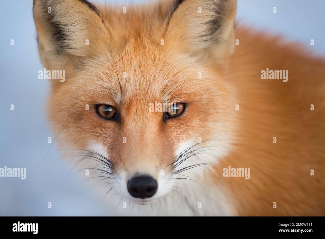 A portrait of a beautiful Ezo red fox Stock Photo - Alamy