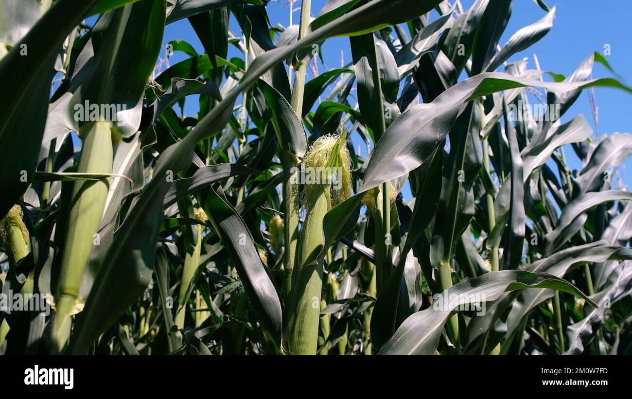 Corn Maize Agriculture Nature Field in blue sky background. Green corn ...