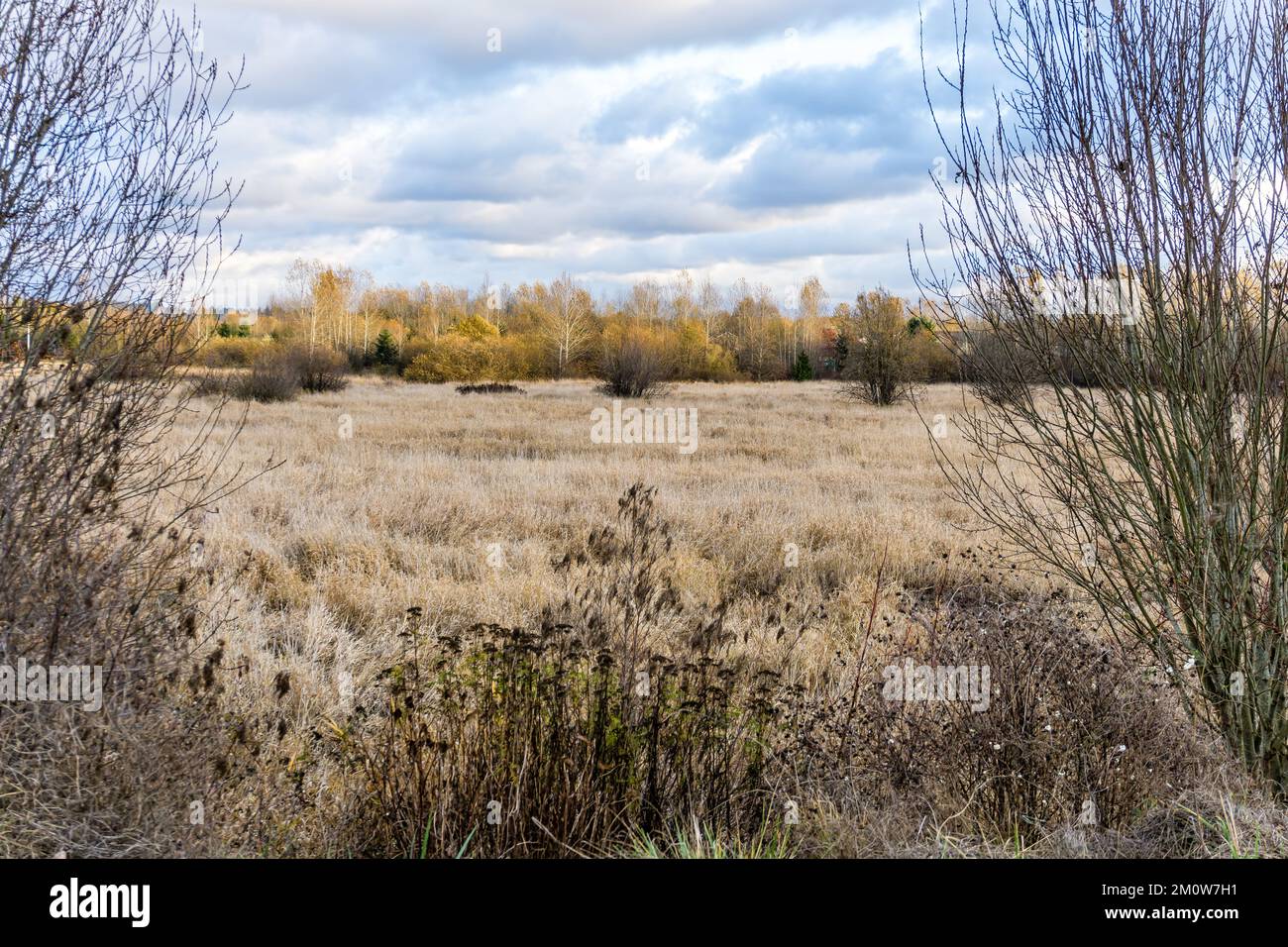 Autumn trees landscape in Kent, Washington Stock Photo - Alamy