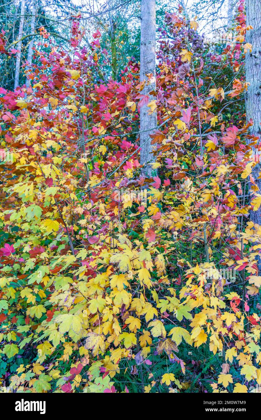 Tree trunks and autumn leaves at Seahurst Park in Burien, Washington ...