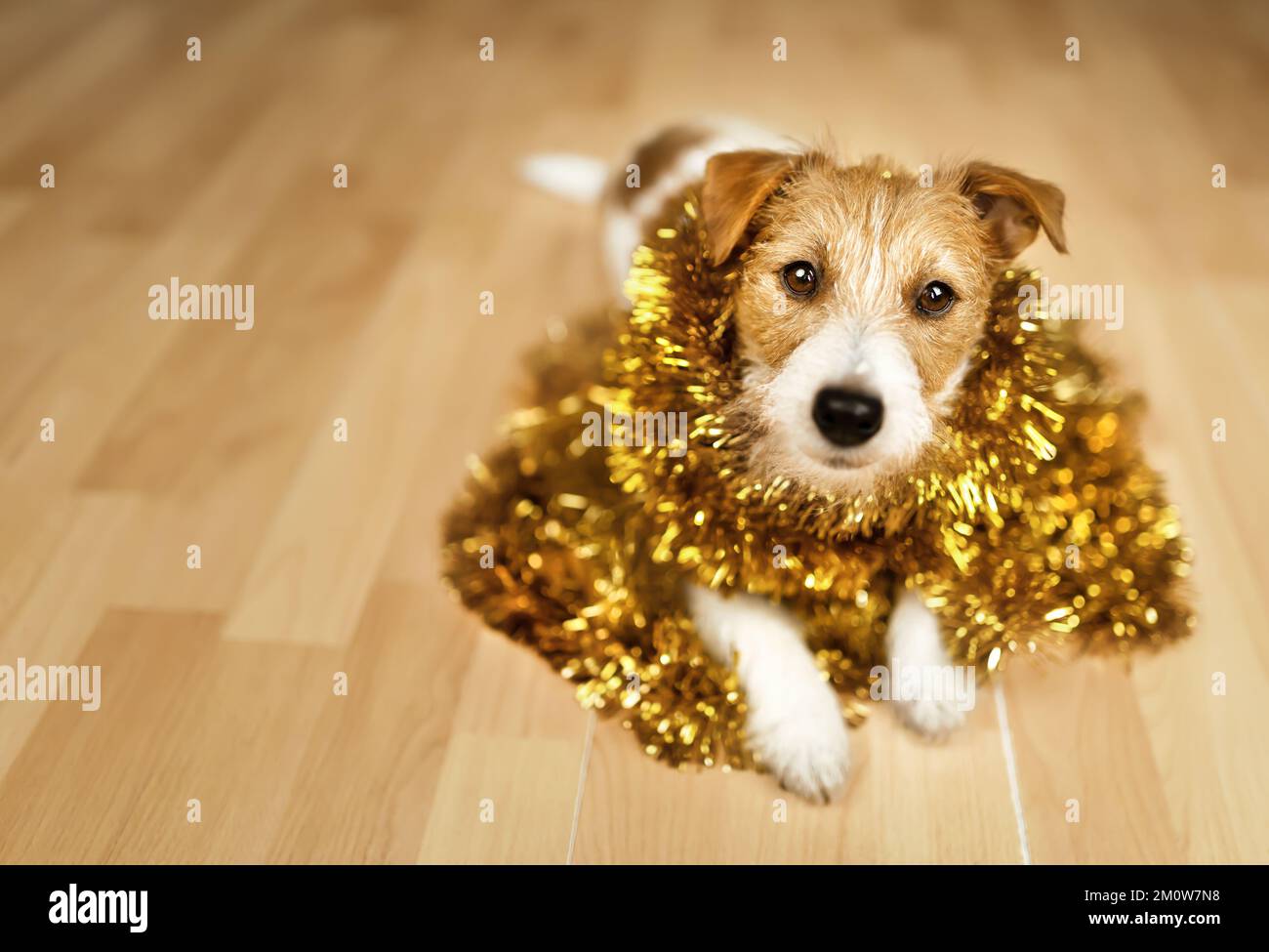 Cute happy christmas new year pet dog looking in golden garland ...
