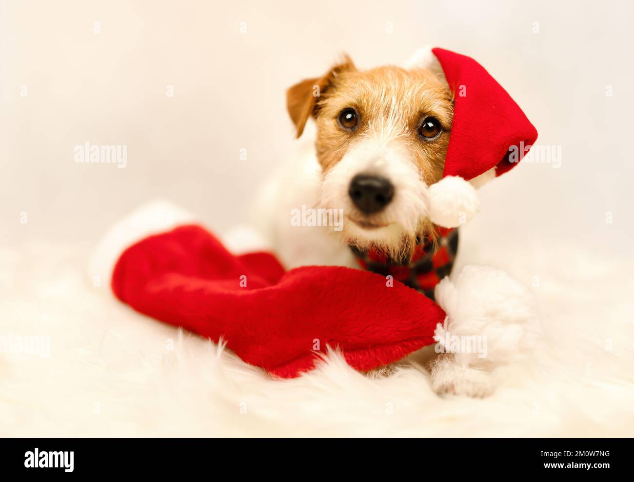 Cute funny happy christmas new year santa pet dog. Holiday background ...