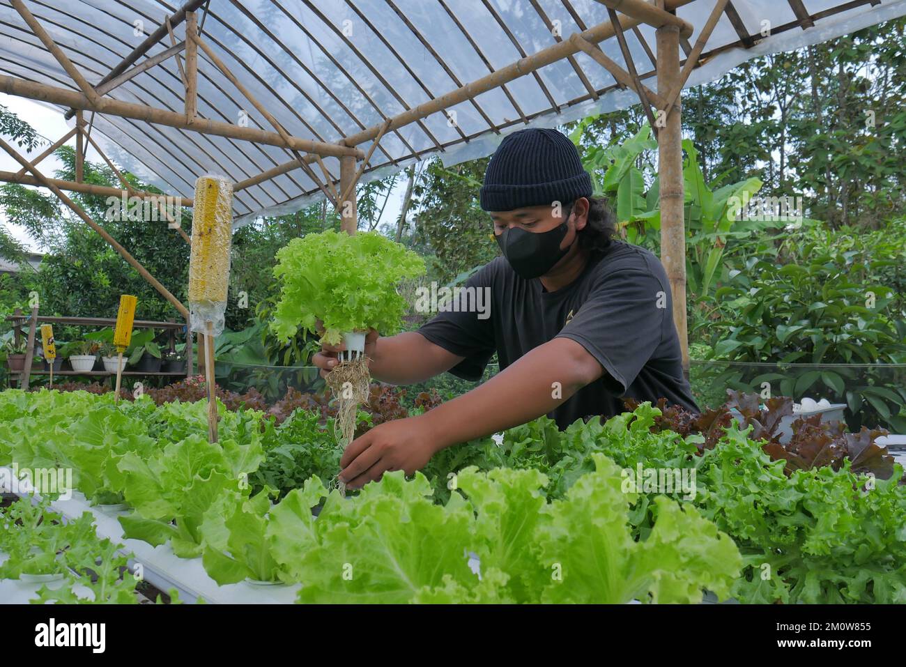 Young hydroponic farmers are growing vegetables on limited land Stock ...