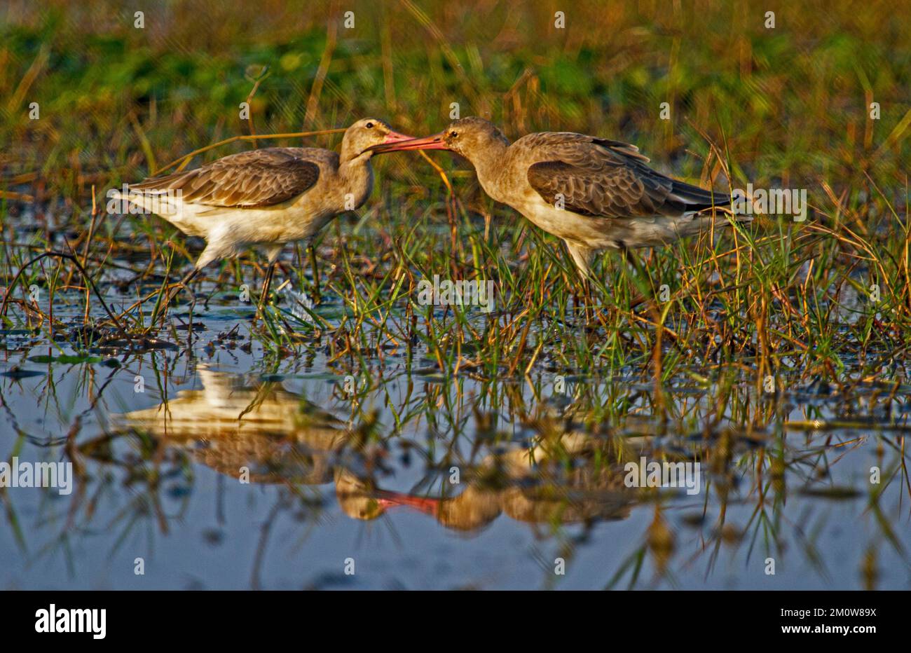 Chilka bird sanctuary hi-res stock photography and images - Alamy