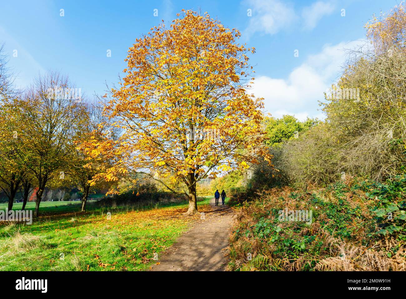 A mature horse chestnut tree (Aesculus hippocastanum) in autumn colour ...
