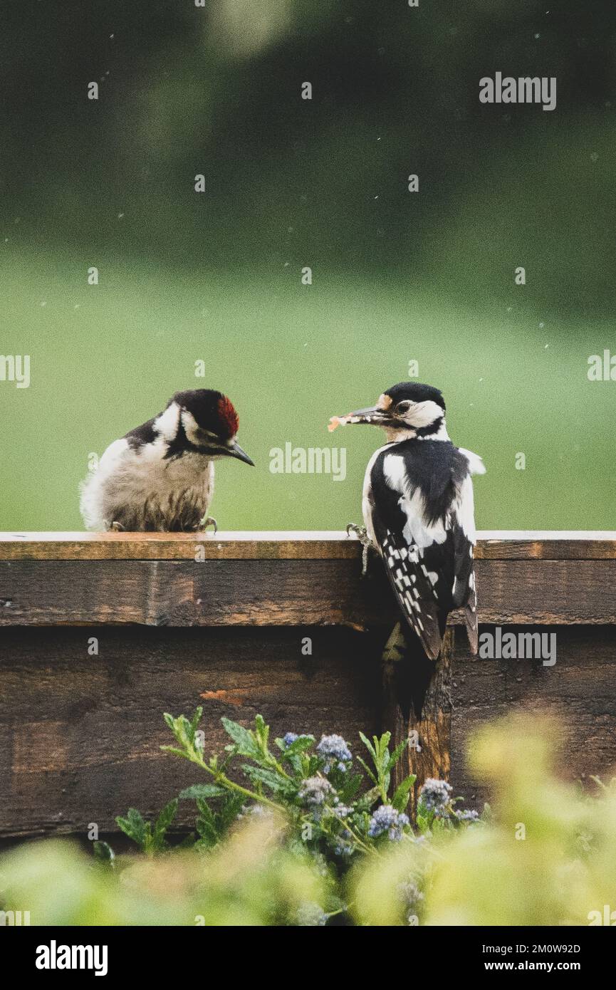 Woodpeckers feeding chicks hi-res stock photography and images - Alamy