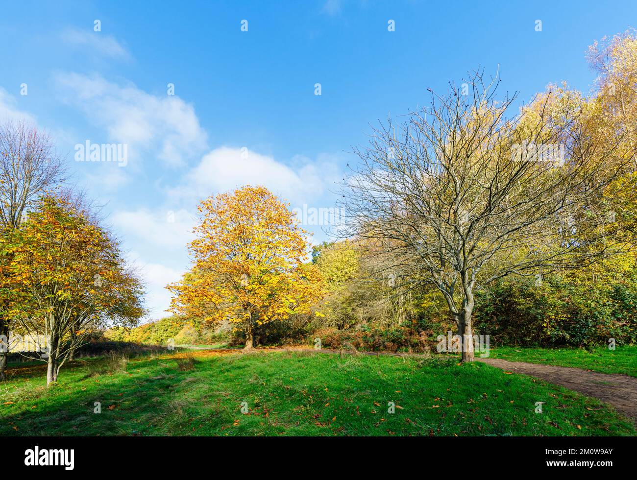 A mature horse chestnut tree (Aesculus hippocastanum) in autumn colour ...