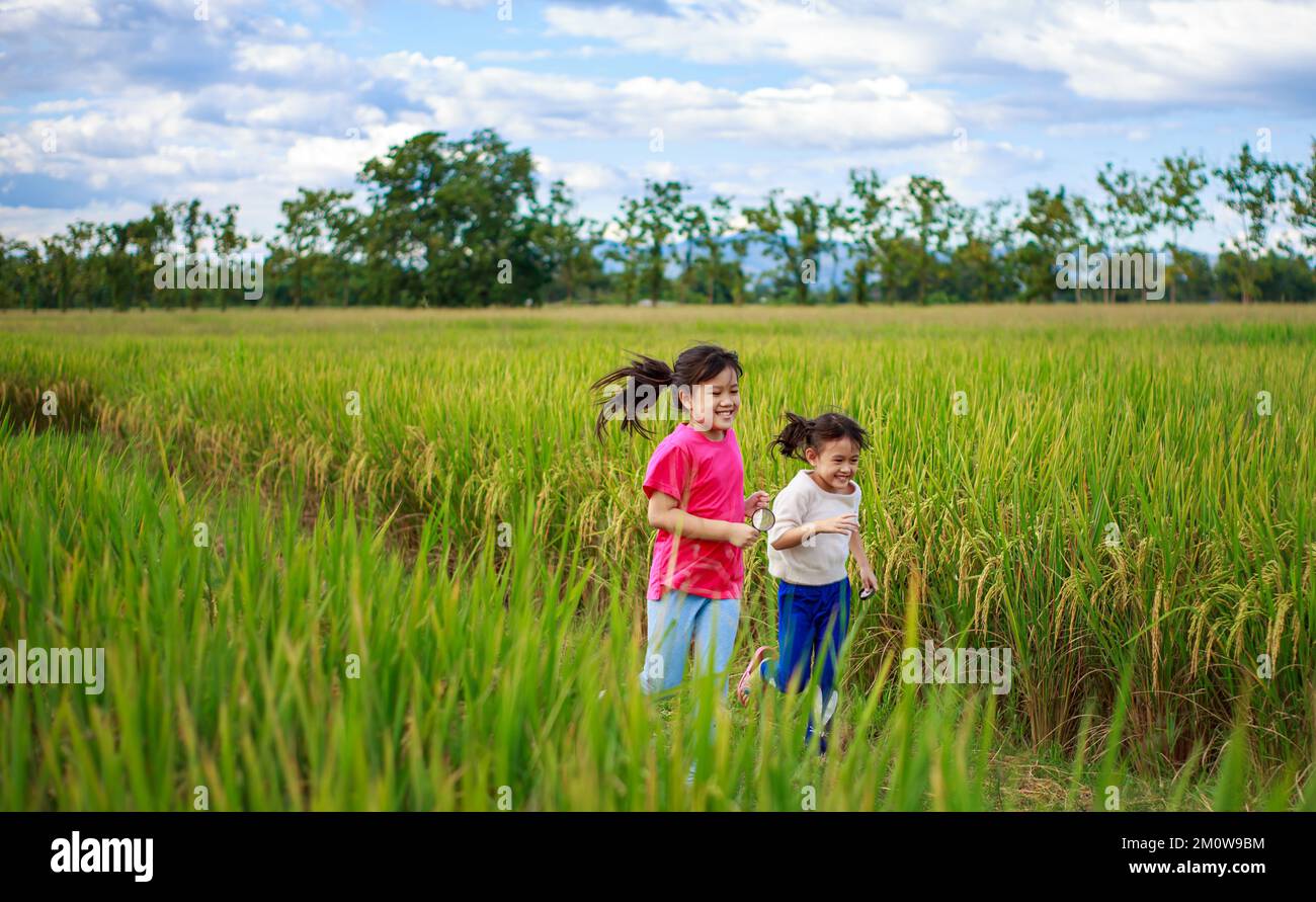 Cheerful little children play and outdoor running in the green rice ...