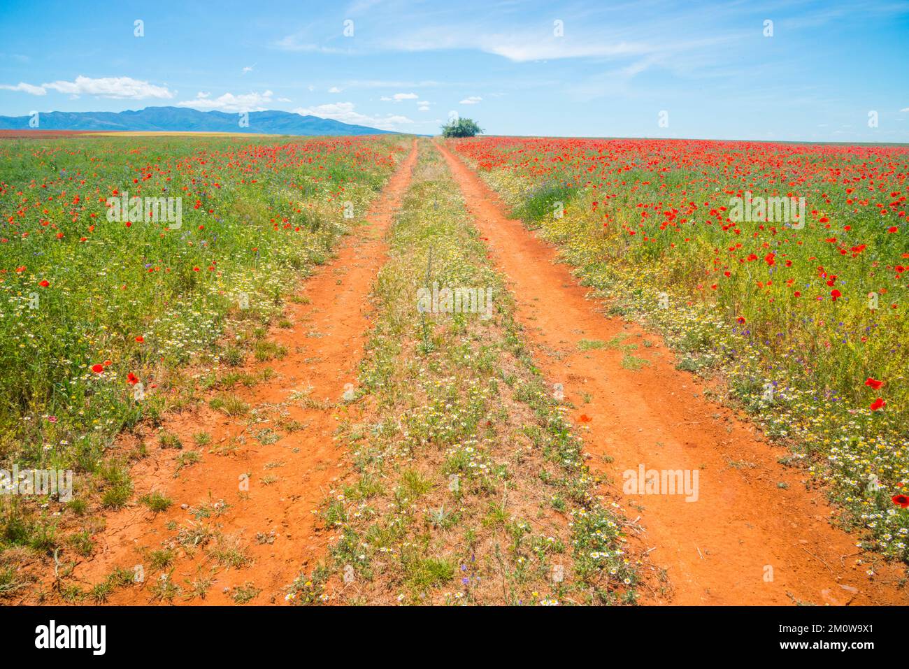 Way and flowered field Stock Photo - Alamy