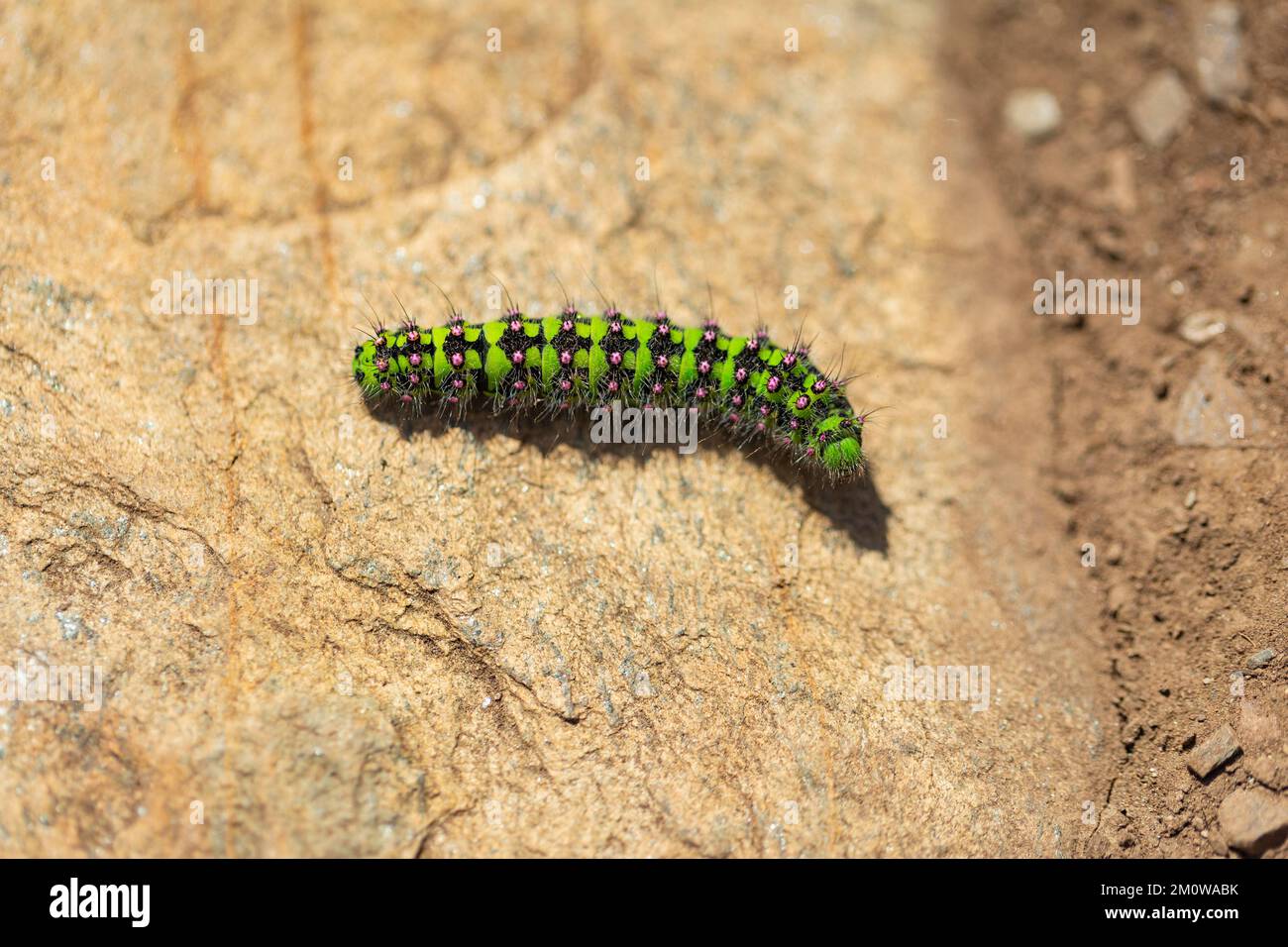 Emperor moth Saturnia pavonia, larva crossing rocks, Lizard Point ...