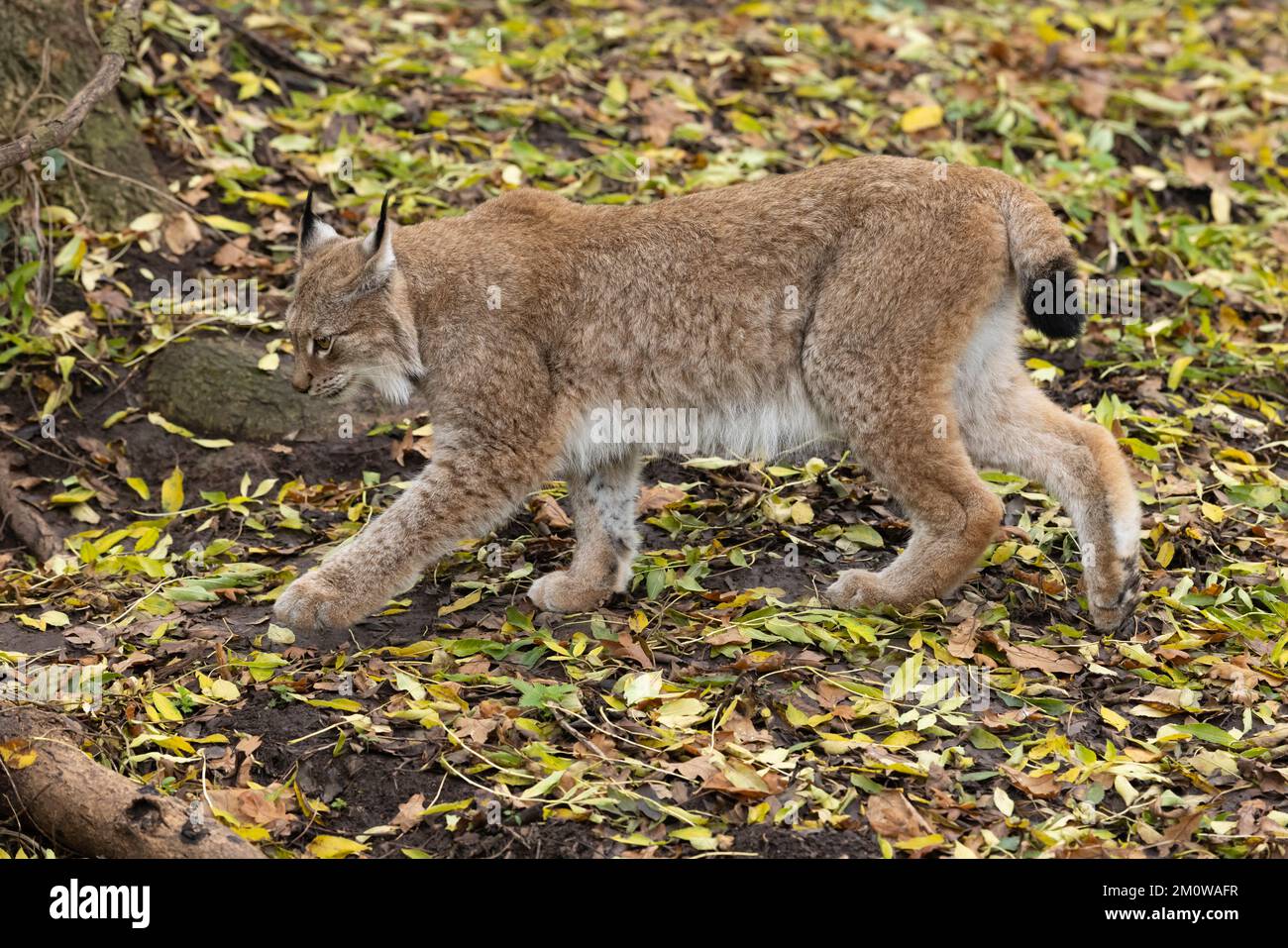 Eurasian lynx Lynx lynx (captive), in woodland, Wild Place Project, Bristol, UK, October Stock ...