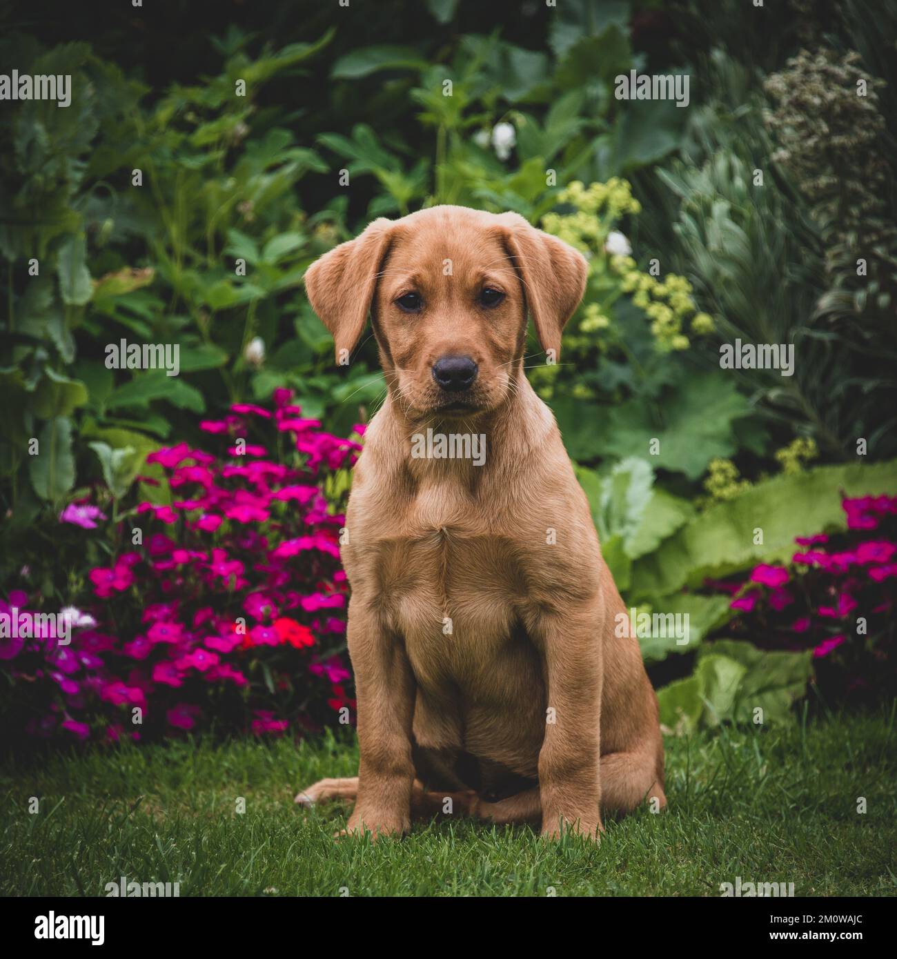 Fox Red Labrador Puppy Stock Photo - Alamy