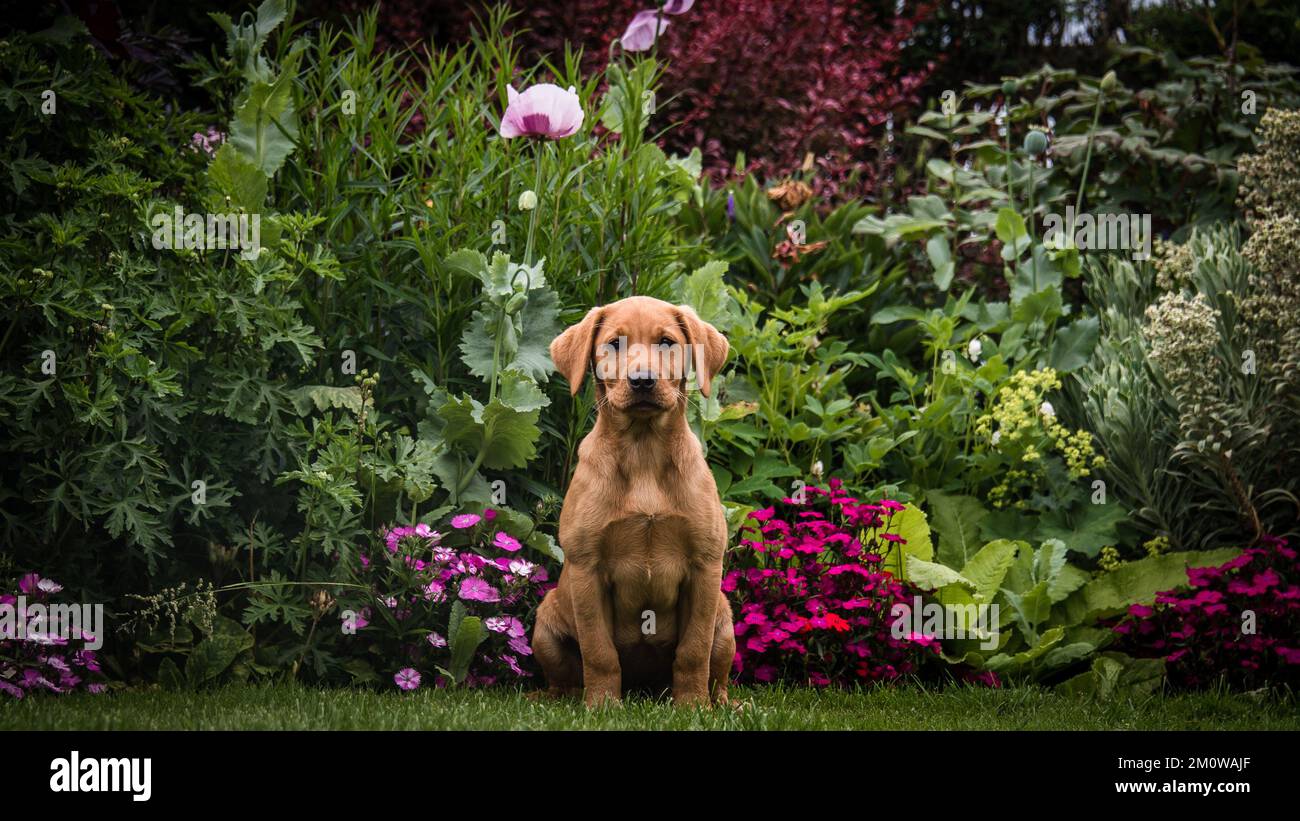 Fox Red Labrador Puppy Stock Photo - Alamy