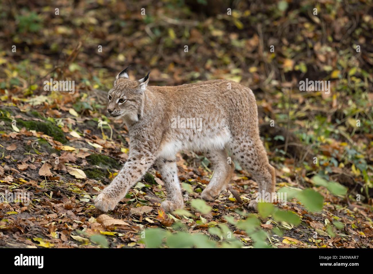 Eurasian lynx Lynx lynx (captive), in woodland, Wild Place Project ...