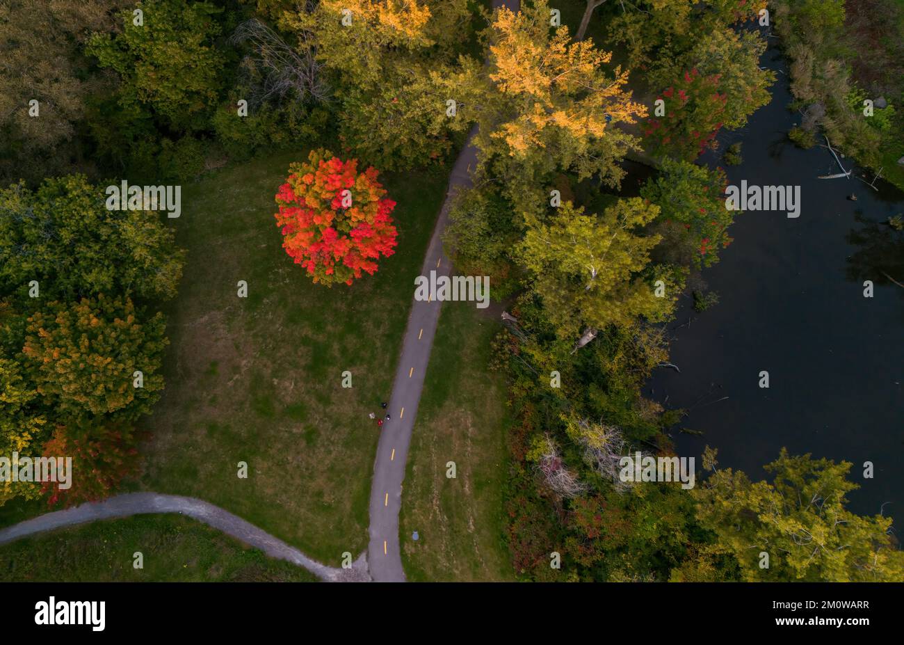 Aerial view of Sugar maple tree (Acer saccharum) in autumn Stock Photo ...