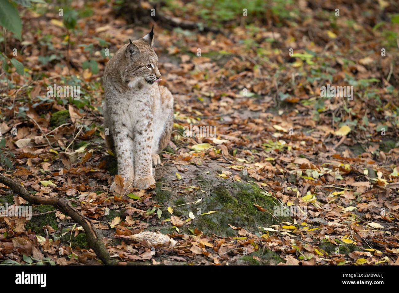 Eurasian lynx Lynx lynx (captive), in woodland, Wild Place Project ...