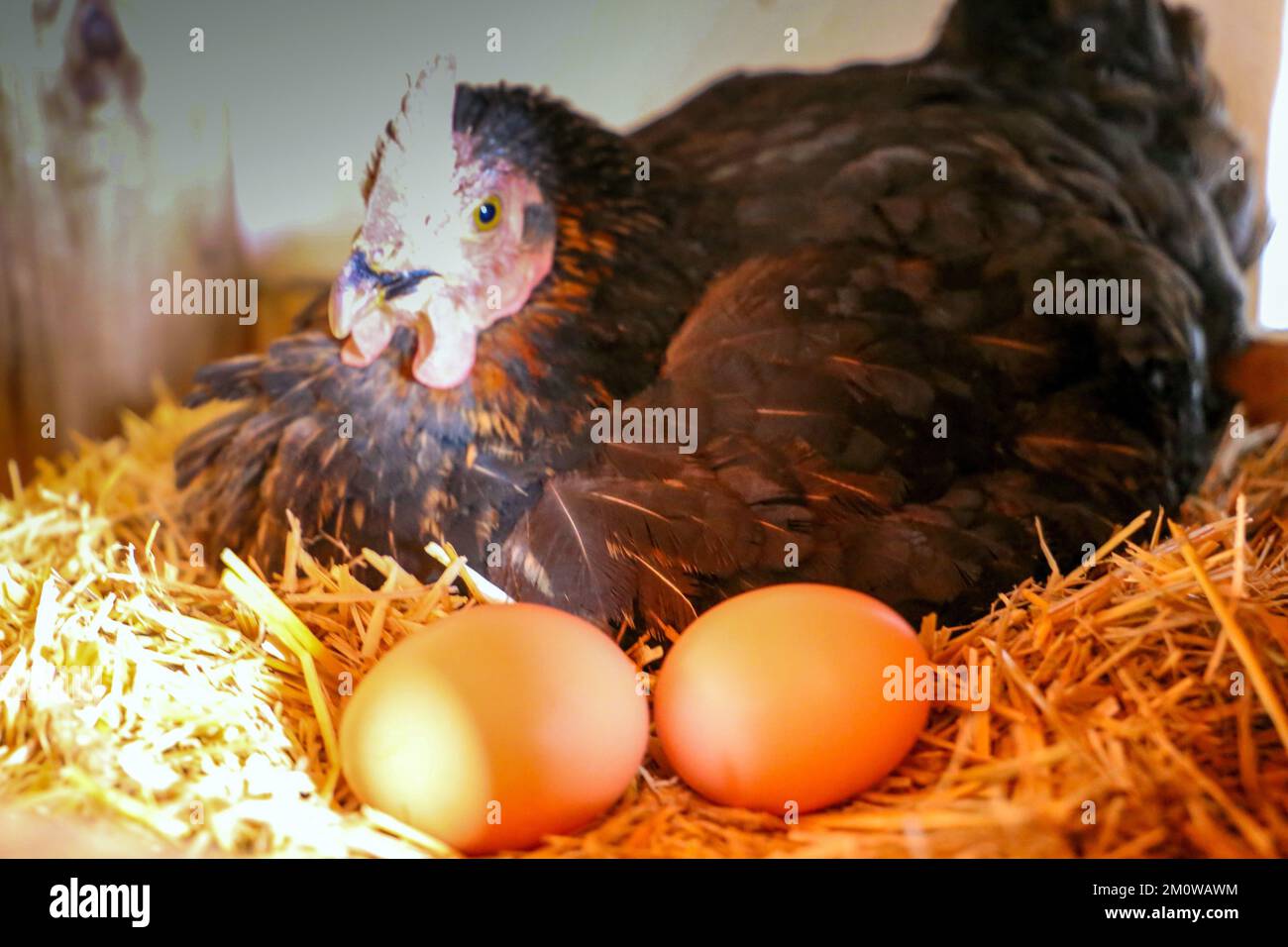 Keeping chickens hi-res stock photography and images - Alamy