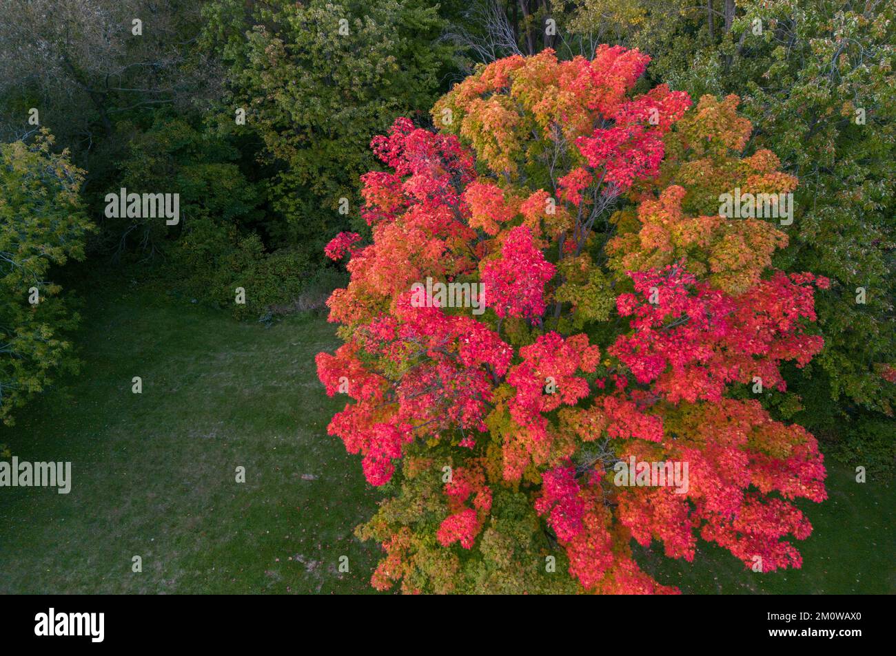 Aerial view of Sugar maple tree (Acer saccharum) in autumn Stock Photo ...