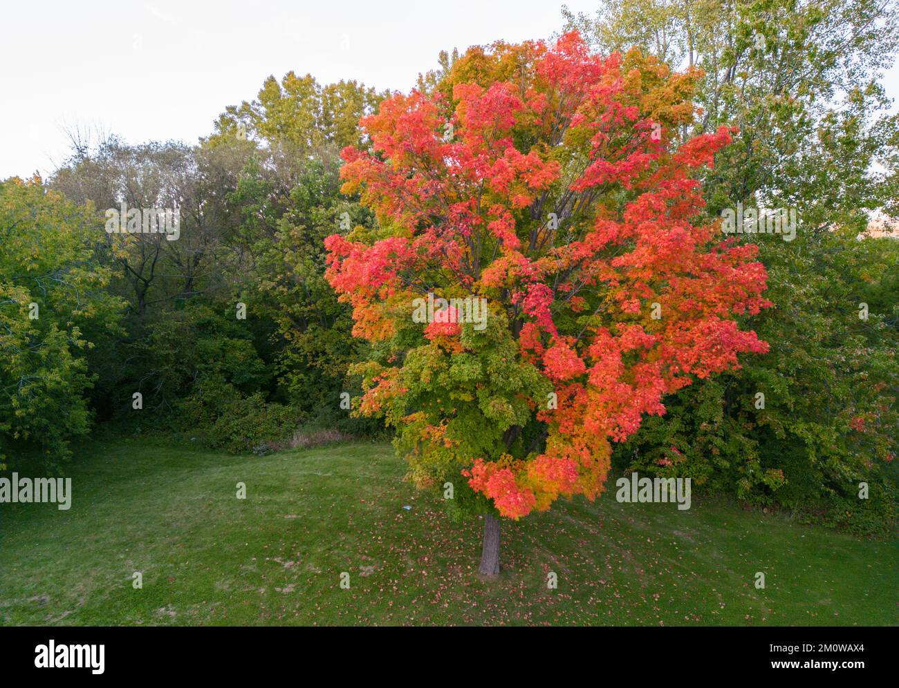 Aerial view of Sugar maple tree (Acer saccharum) in autumn Stock Photo ...