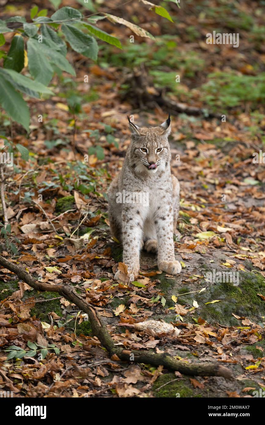 Eurasian lynx Lynx lynx (captive), in woodland, Wild Place Project ...